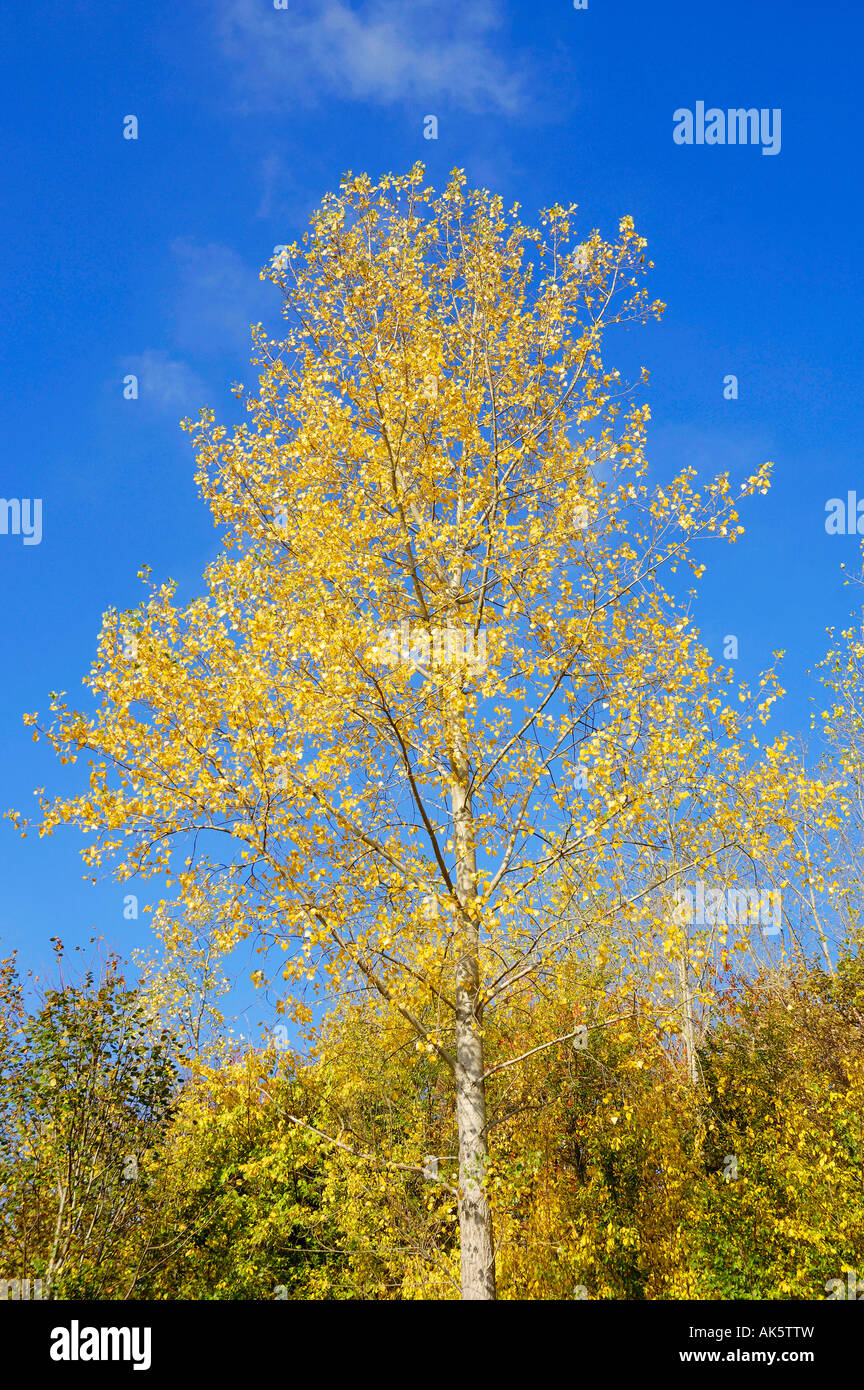 Silver poplar white poplar tree hi-res stock photography and images - Alamy