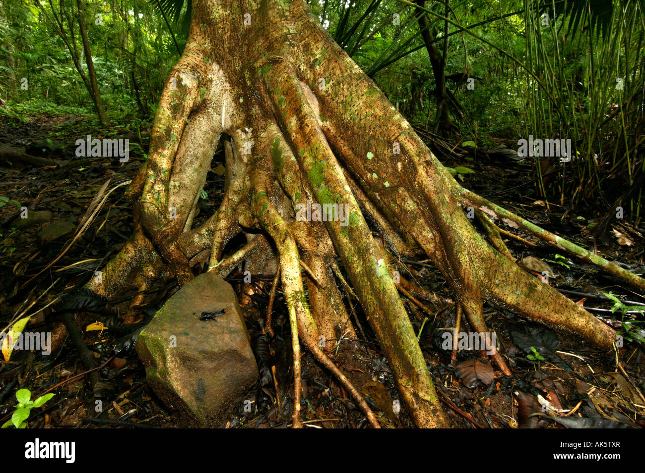 Walking tree in the 265 hectares rainforest of Metropolitan park ...