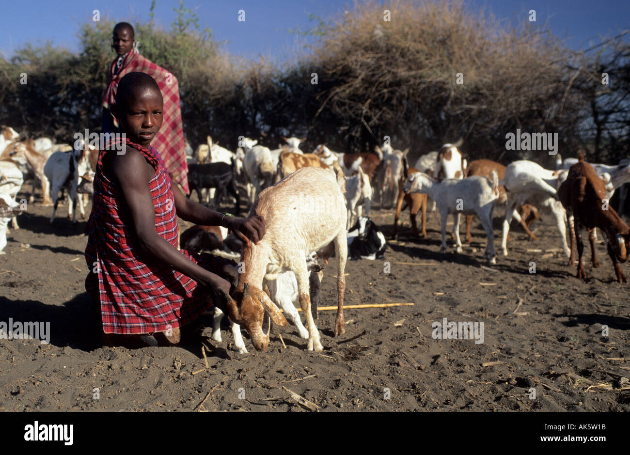 young maasai guards a goat herd Stock Photo - Alamy
