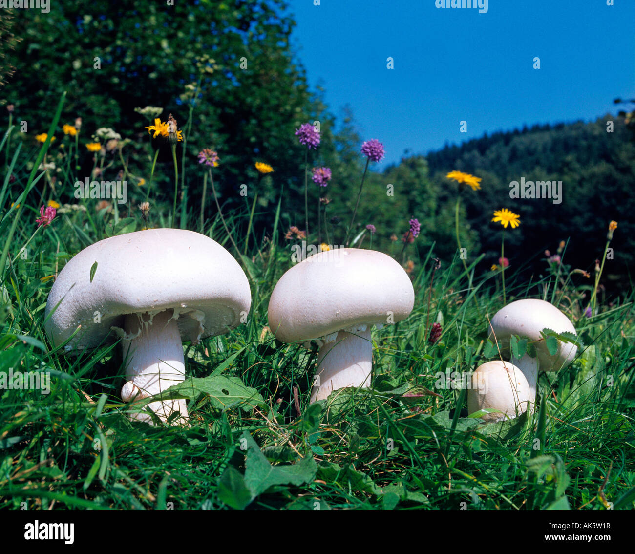 Button Mushroom / Field Mushroom Stock Photo - Alamy