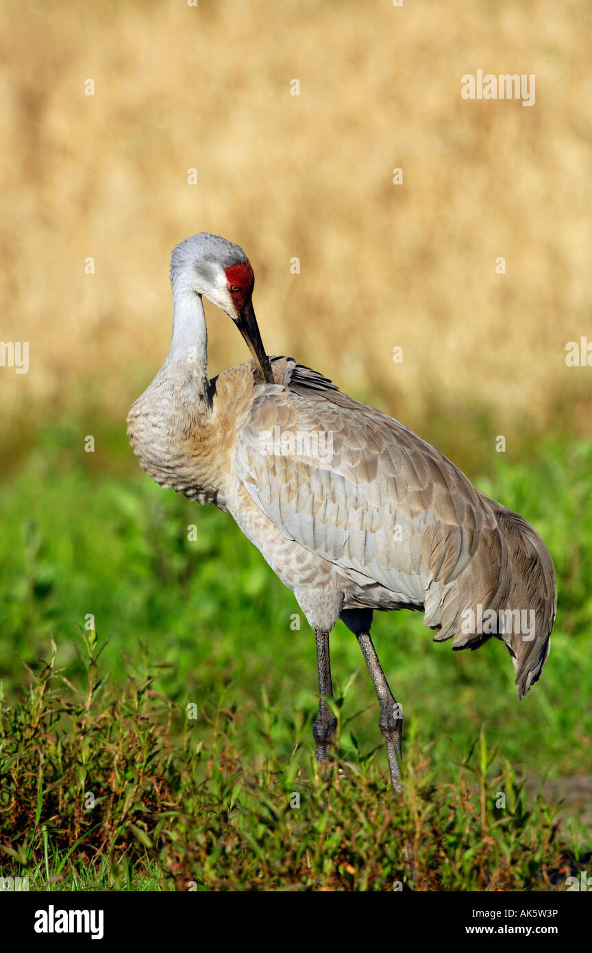 Sandhill crane preening hi-res stock photography and images - Alamy