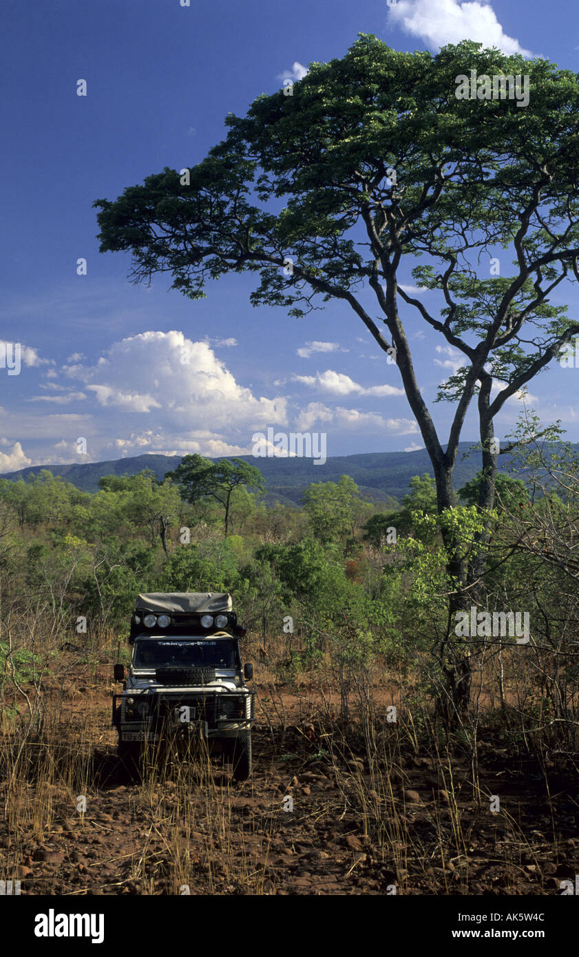 African acacia below hi-res stock photography and images - Alamy
