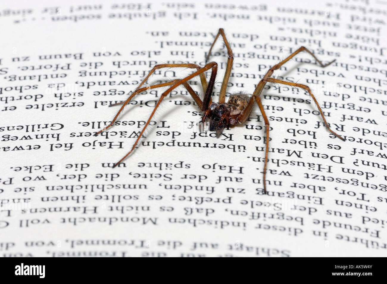 House spider on book hi-res stock photography and images - Alamy