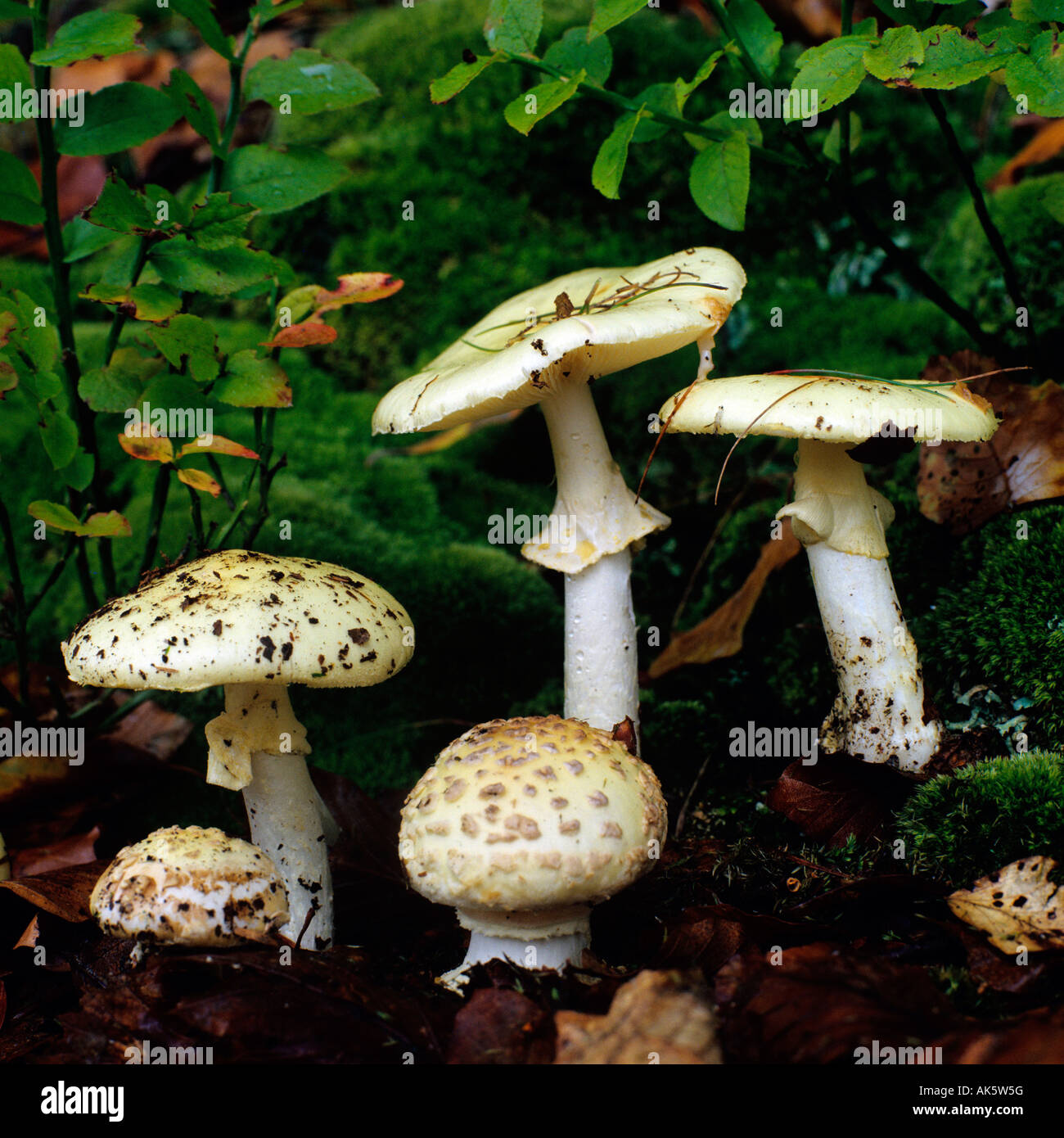 Death Cap Mushroom High Resolution Stock Photography and Images - Alamy