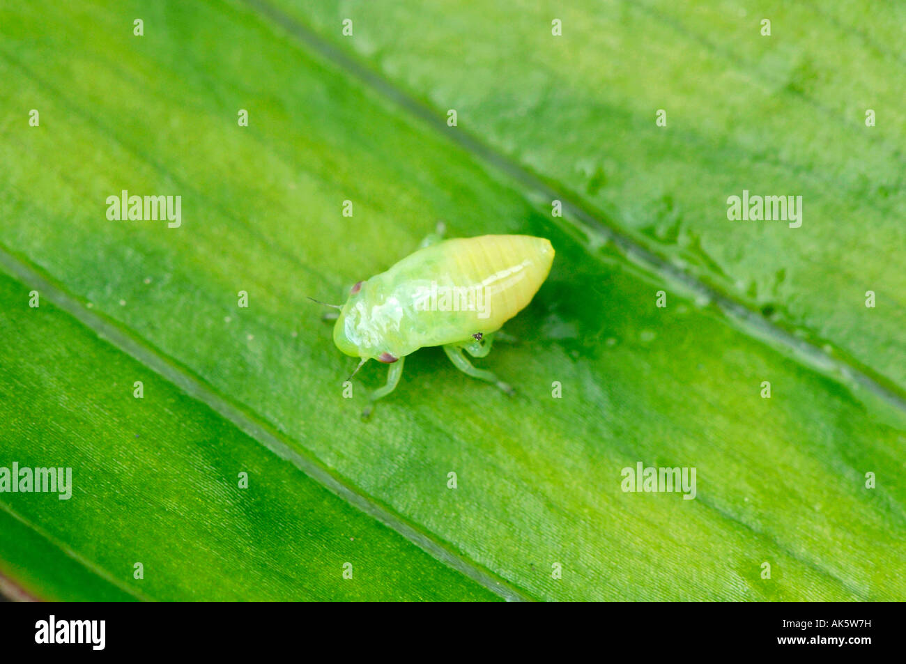 Larva froghopper hi-res stock photography and images - Alamy