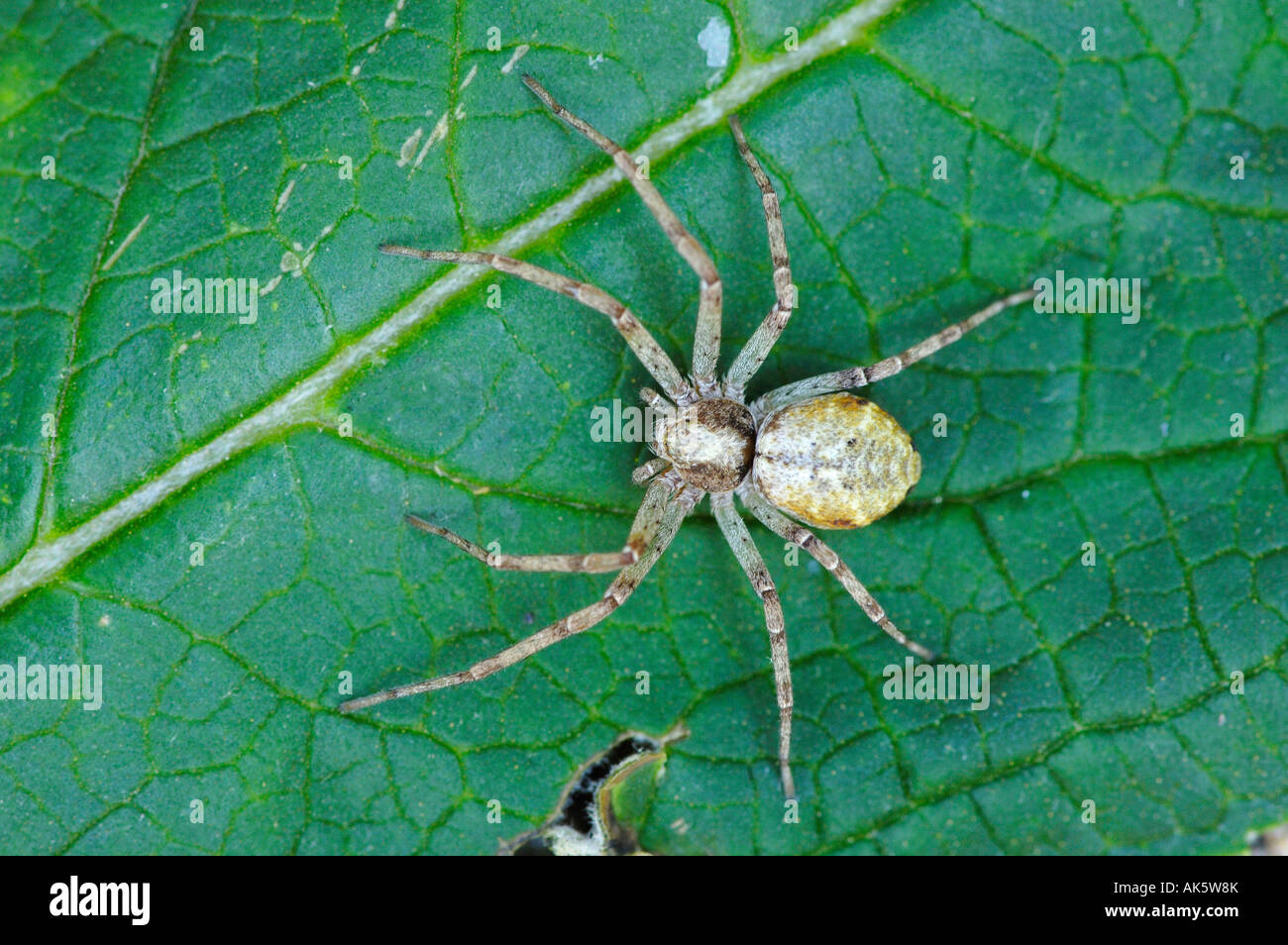 Running Crab Spider Stock Photos & Running Crab Spider Stock Images - Alamy