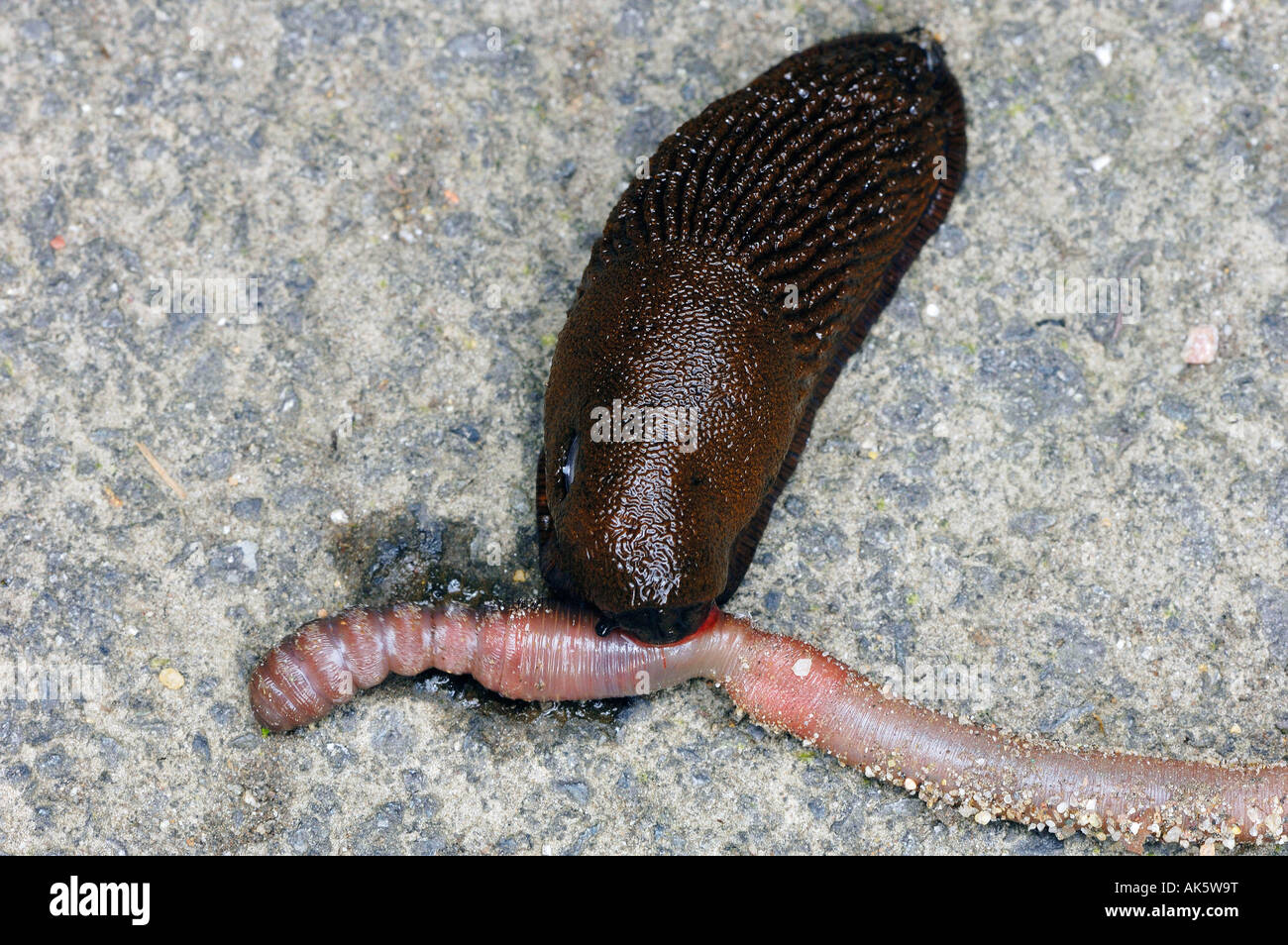 Large red slug eating common earthworm hi-res stock photography and ...