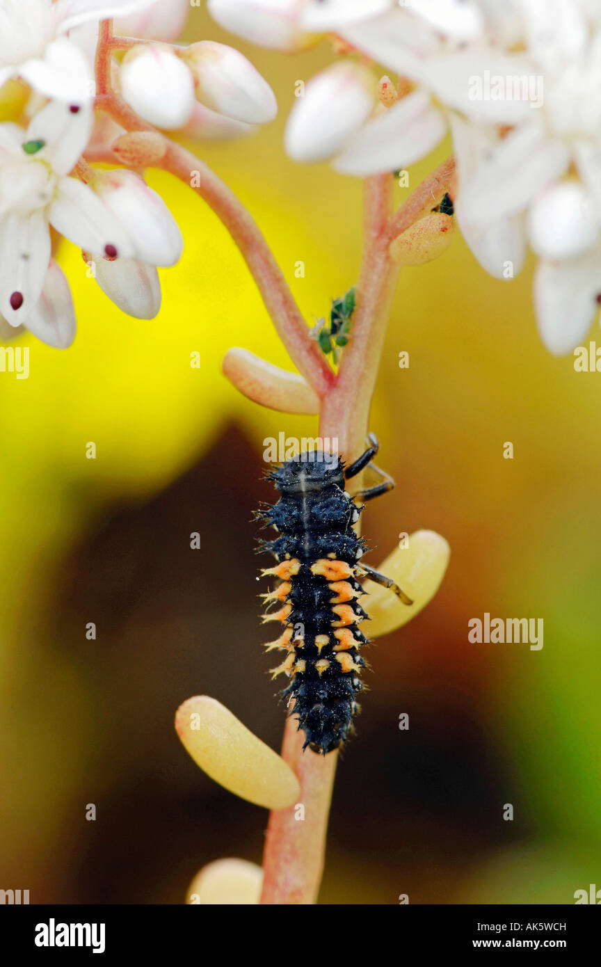 Asian Lady Beetle Stock Photo - Alamy