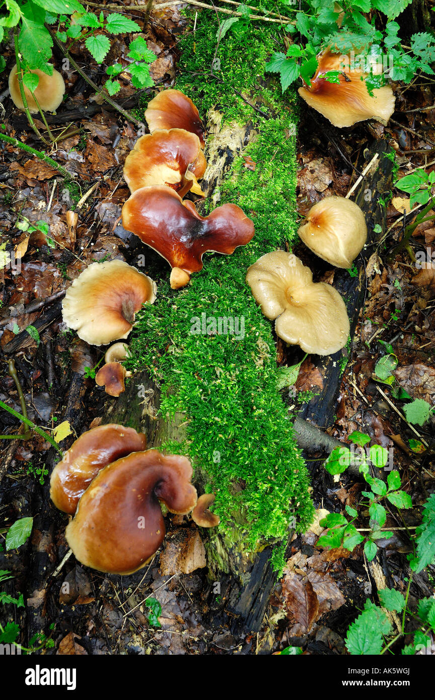 Black polypore mushrooms hi-res stock photography and images - Alamy