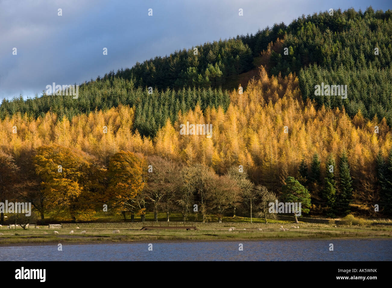 Evergeen tree hi-res stock photography and images - Alamy