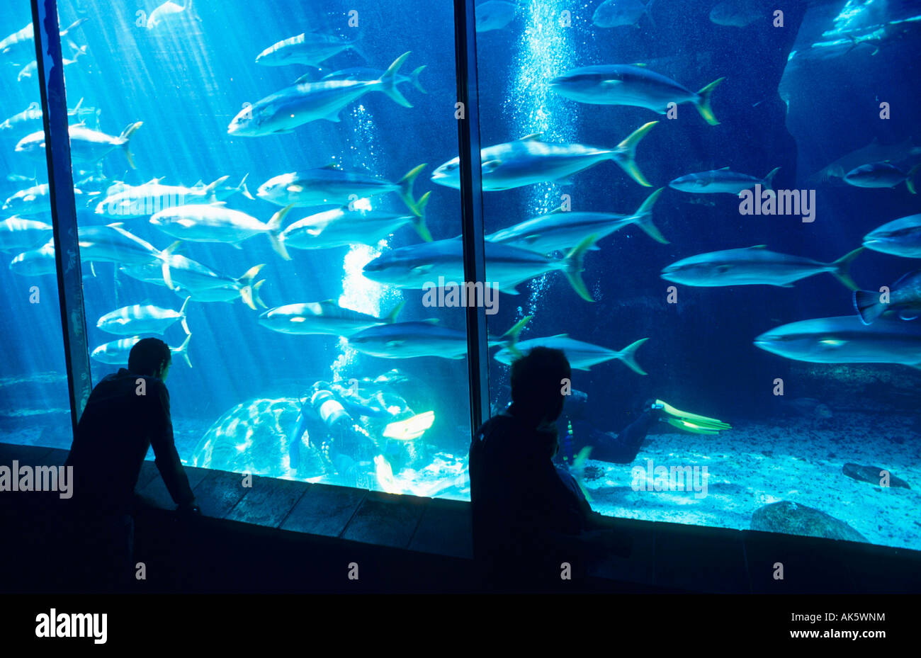 Two oceans aquarium cape town hi-res stock photography and images - Alamy