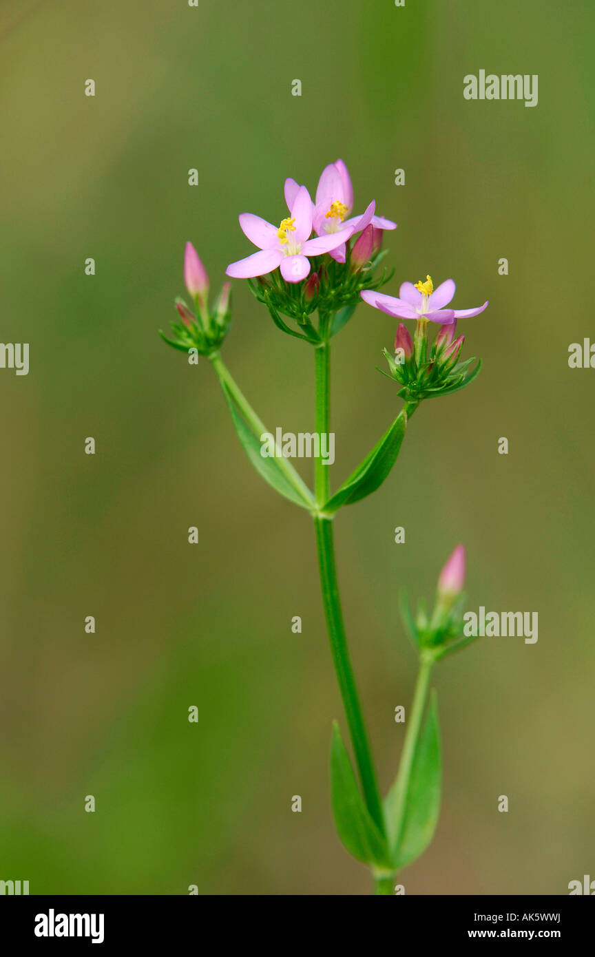 Lesser centaury hi-res stock photography and images - Alamy