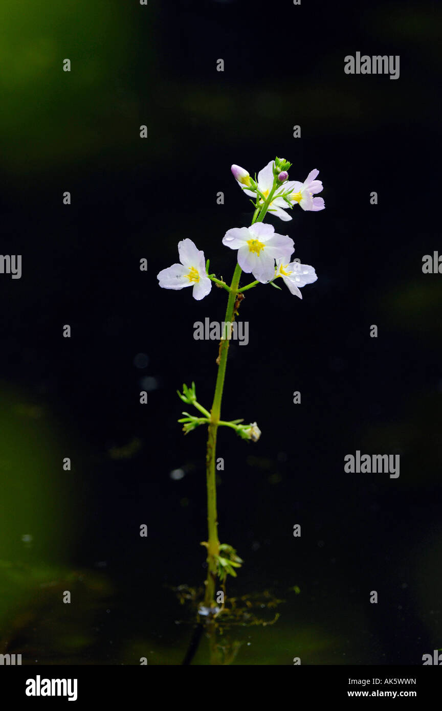 Water violet hi-res stock photography and images - Alamy