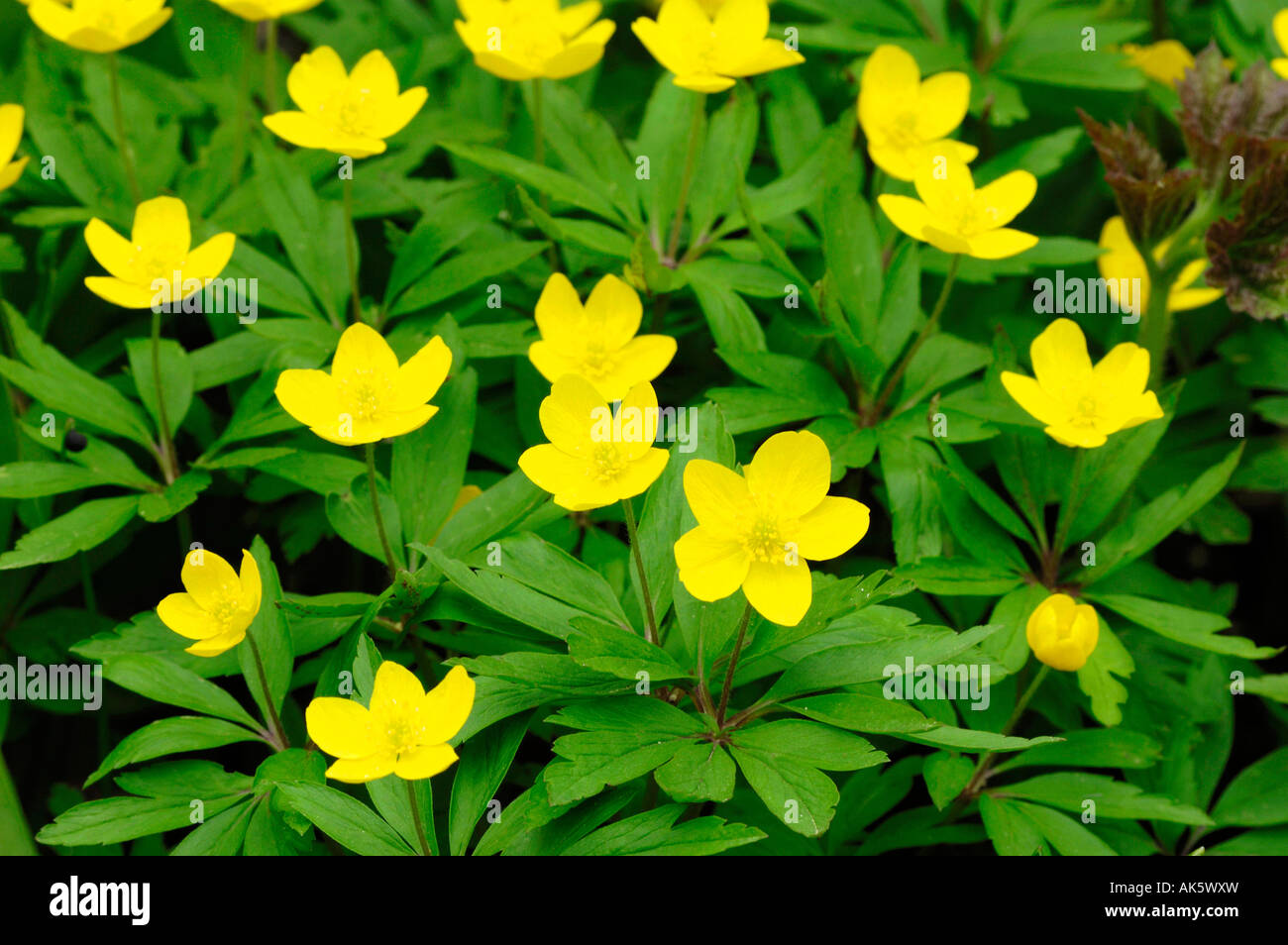 Germany anemone ranunculoides hi-res stock photography and images - Alamy