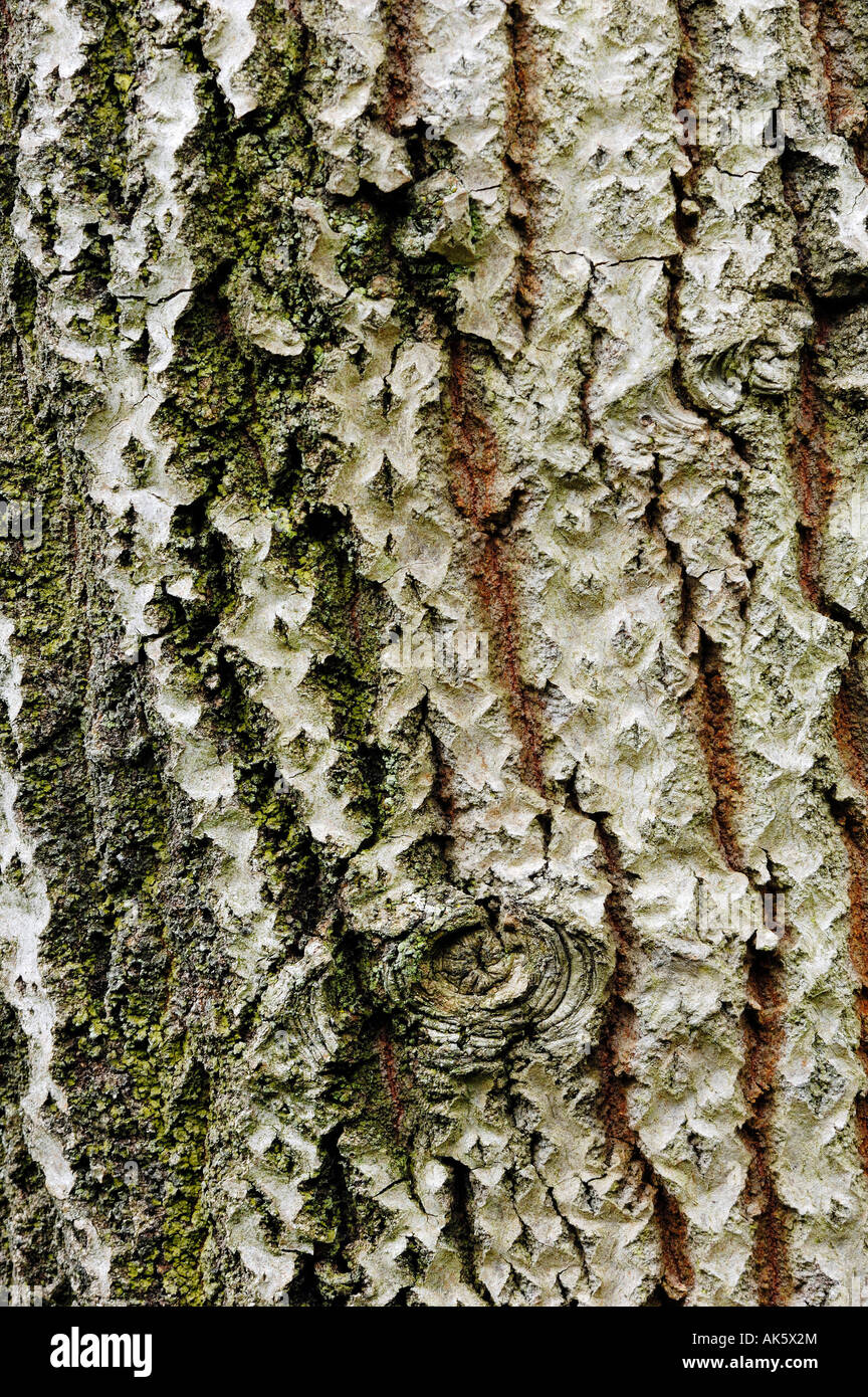 Silver poplar white poplar tree hi-res stock photography and images - Alamy