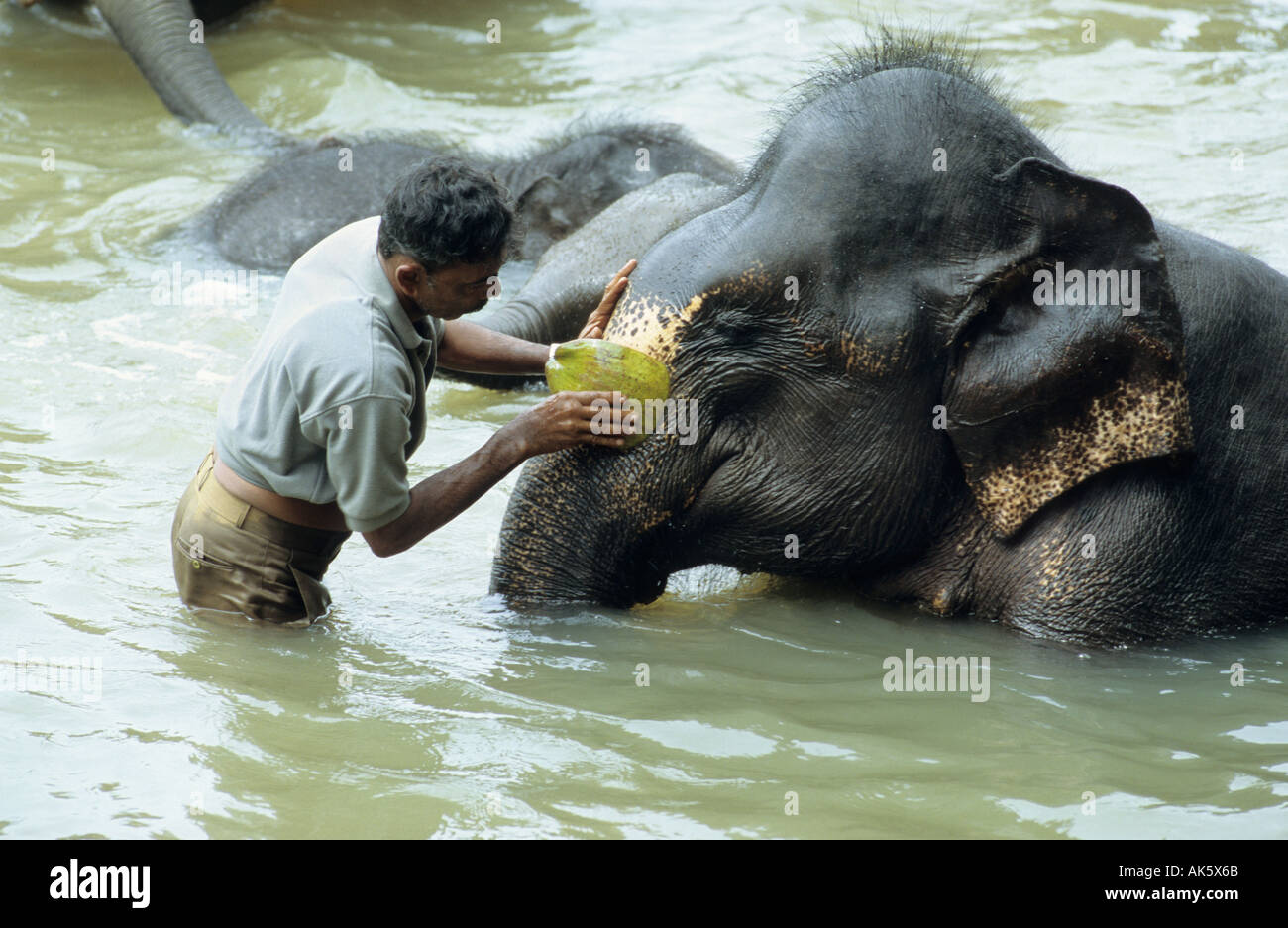 mahout cleaning a elephant in a river Stock Photo - Alamy