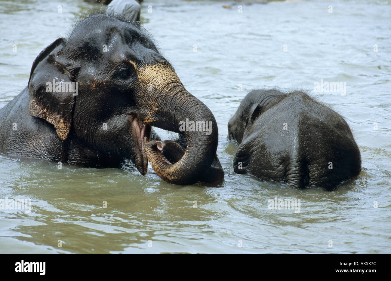 Young indian elephant playing mother hi-res stock photography and ...