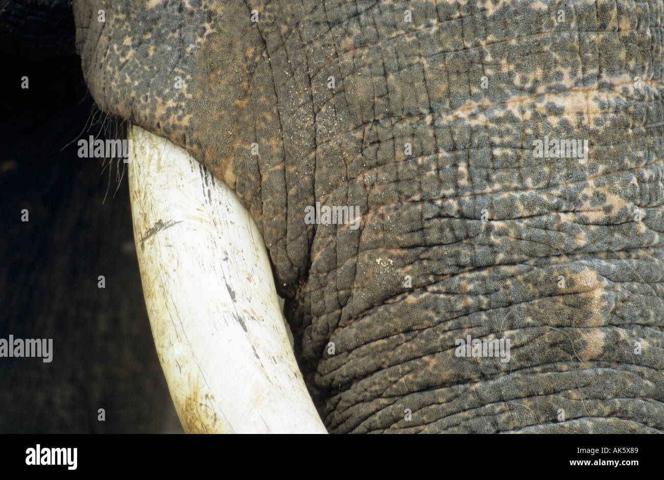 Ivory tusk india hi-res stock photography and images - Alamy