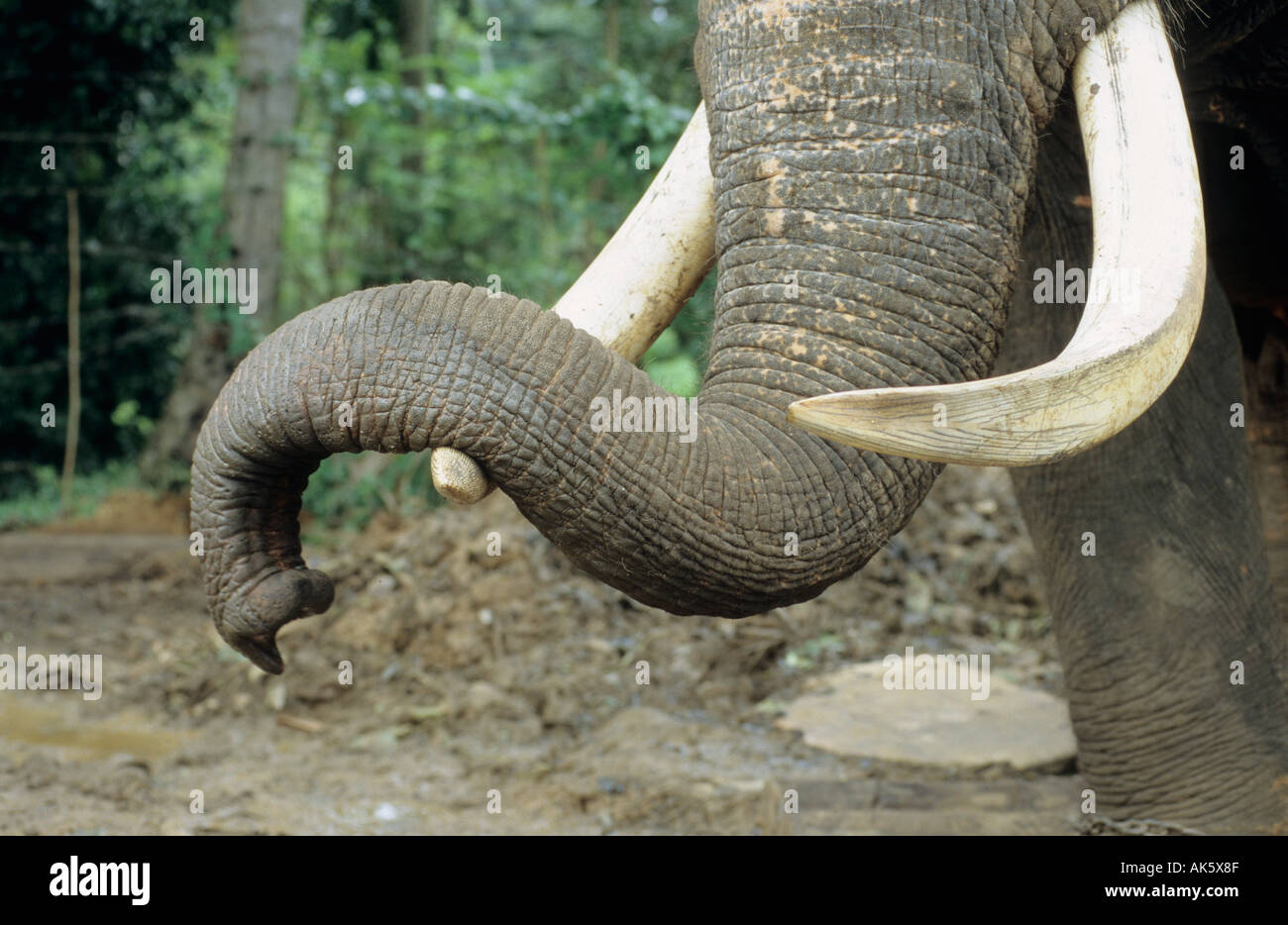 detail of tusk and trunk of a elephant Stock Photo - Alamy