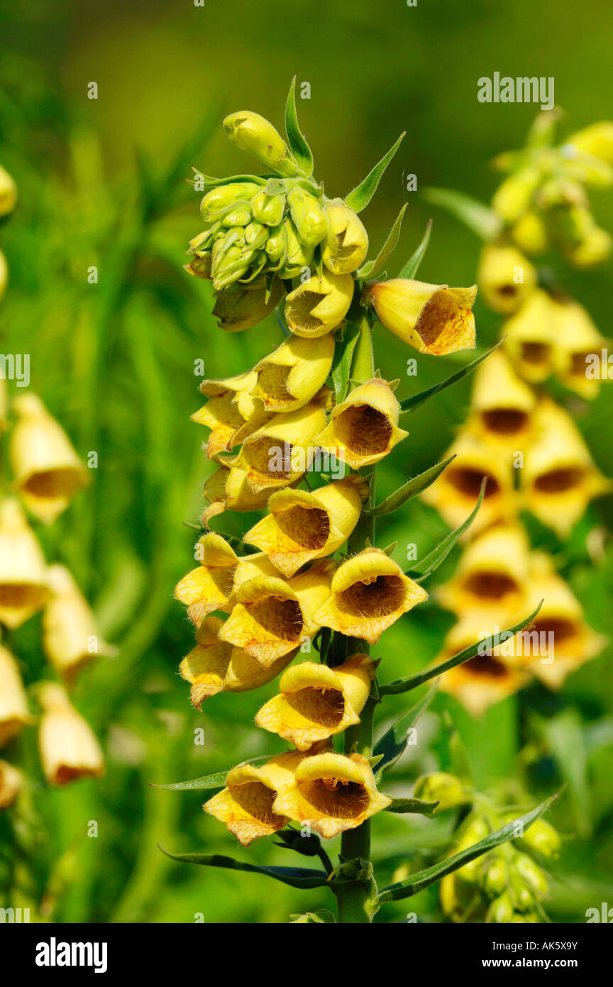 Yellow digitalis hi-res stock photography and images - Alamy