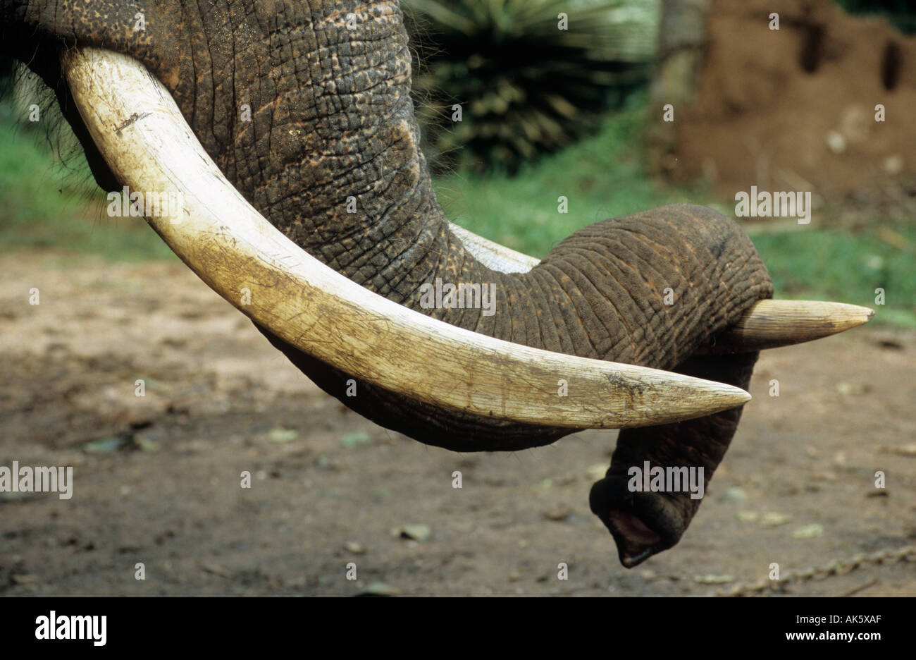 detail of tusk and trunk of a elephant Stock Photo - Alamy