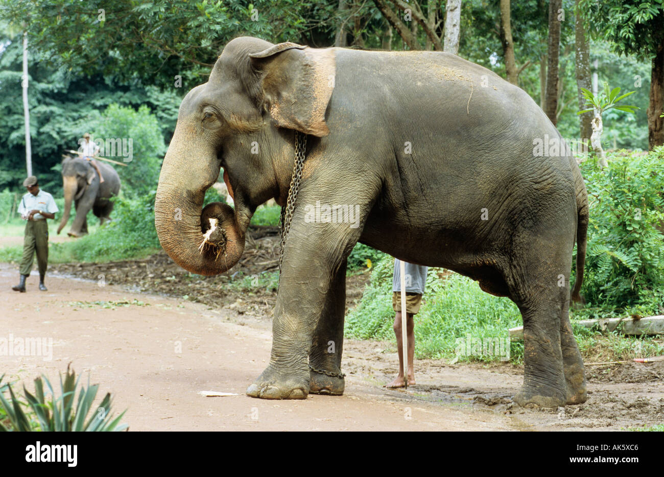 Man standing on indian elephant hi-res stock photography and images - Alamy