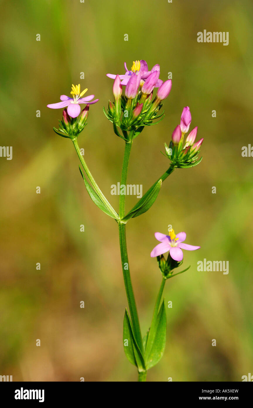 Lesser centaury hi-res stock photography and images - Alamy