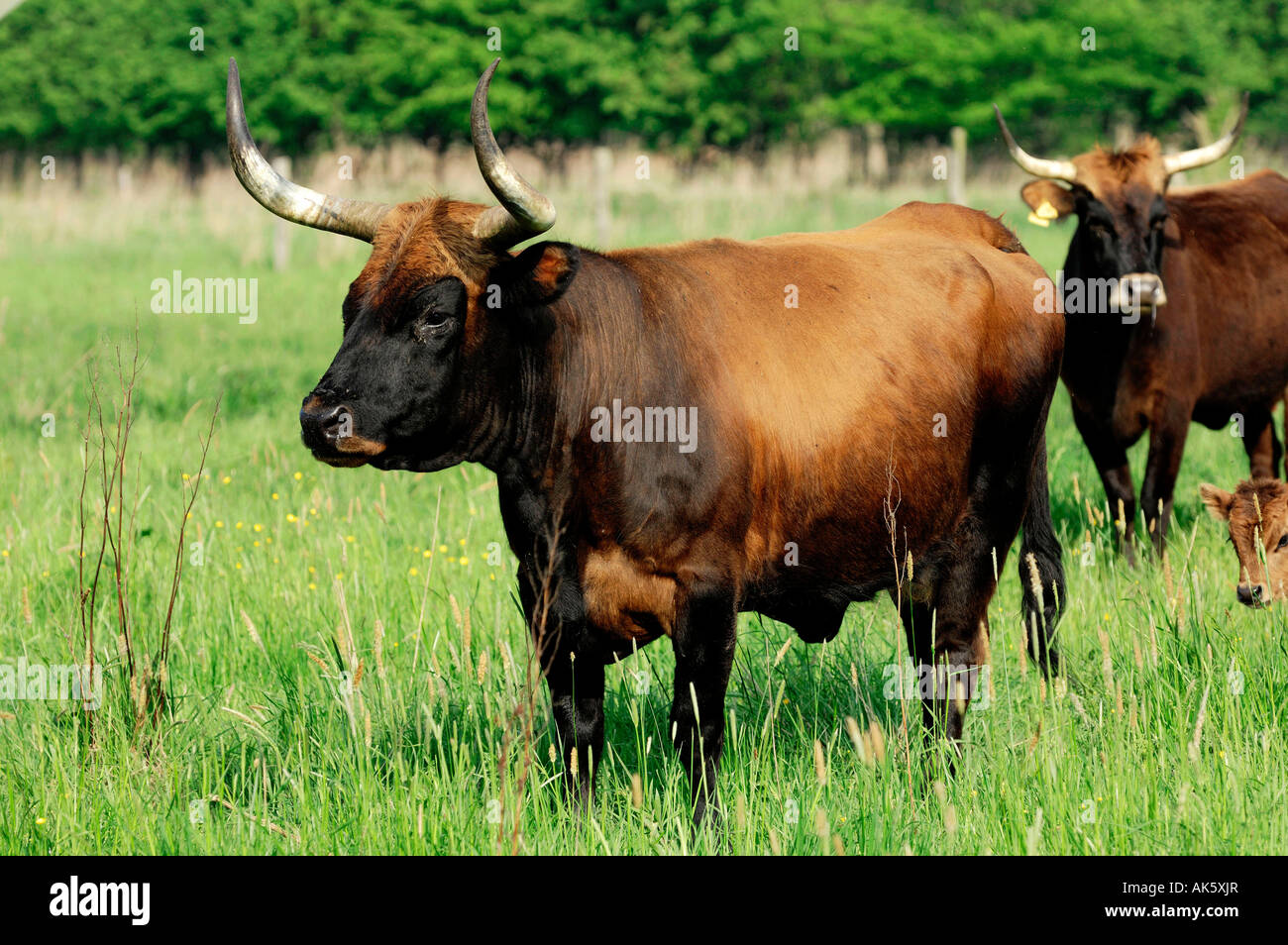 Aurochs bull bos primigenius hi-res stock photography and images - Alamy