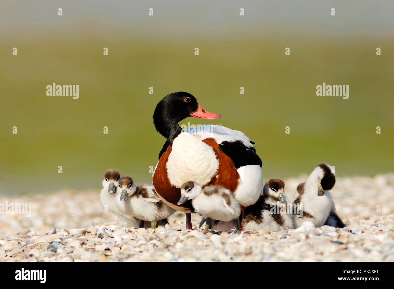 Shelduck family hi-res stock photography and images - Alamy