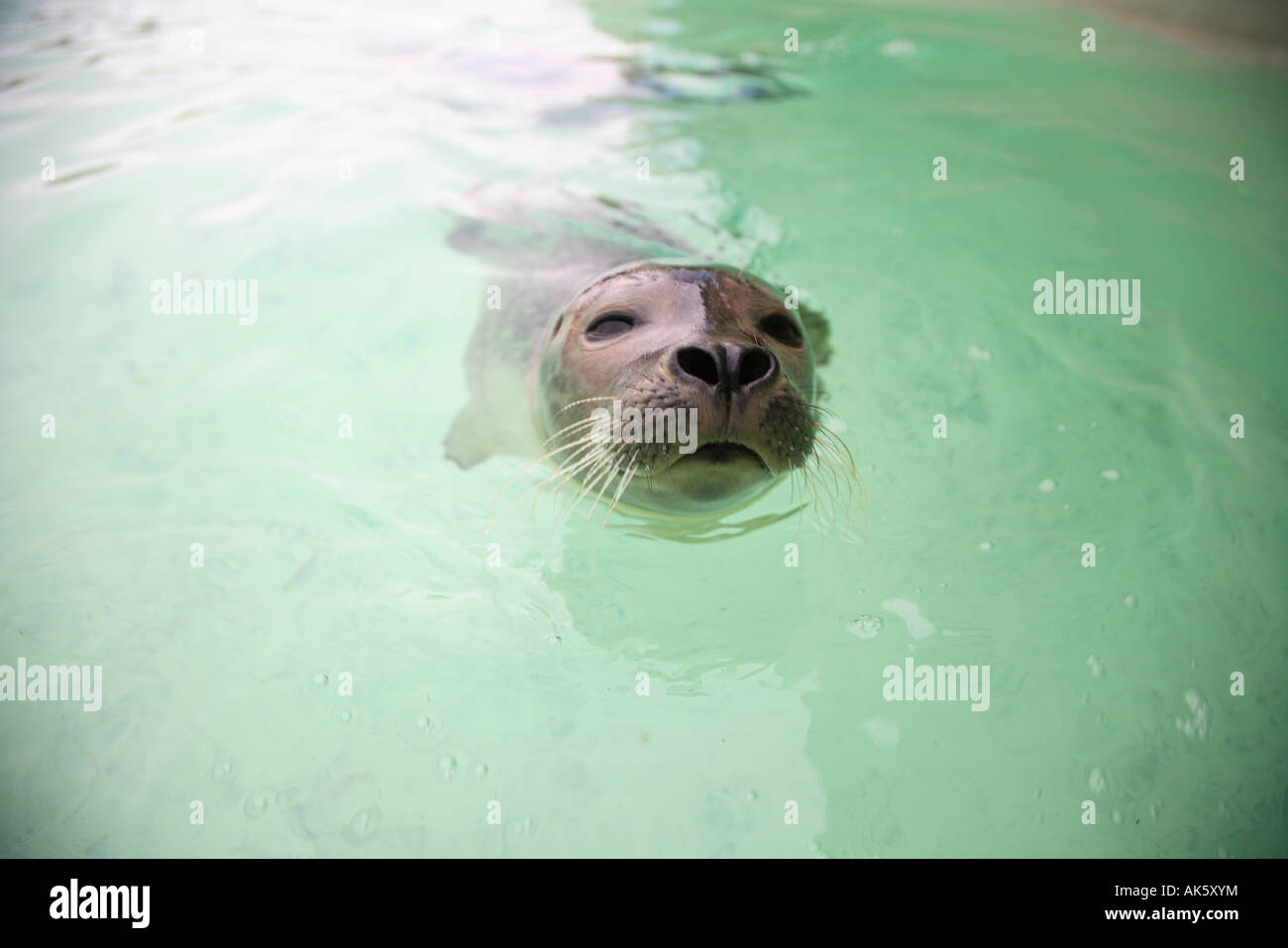 Seal at Ecomare Seal Sanctuary on Texel, The Netherlands Stock Photo ...