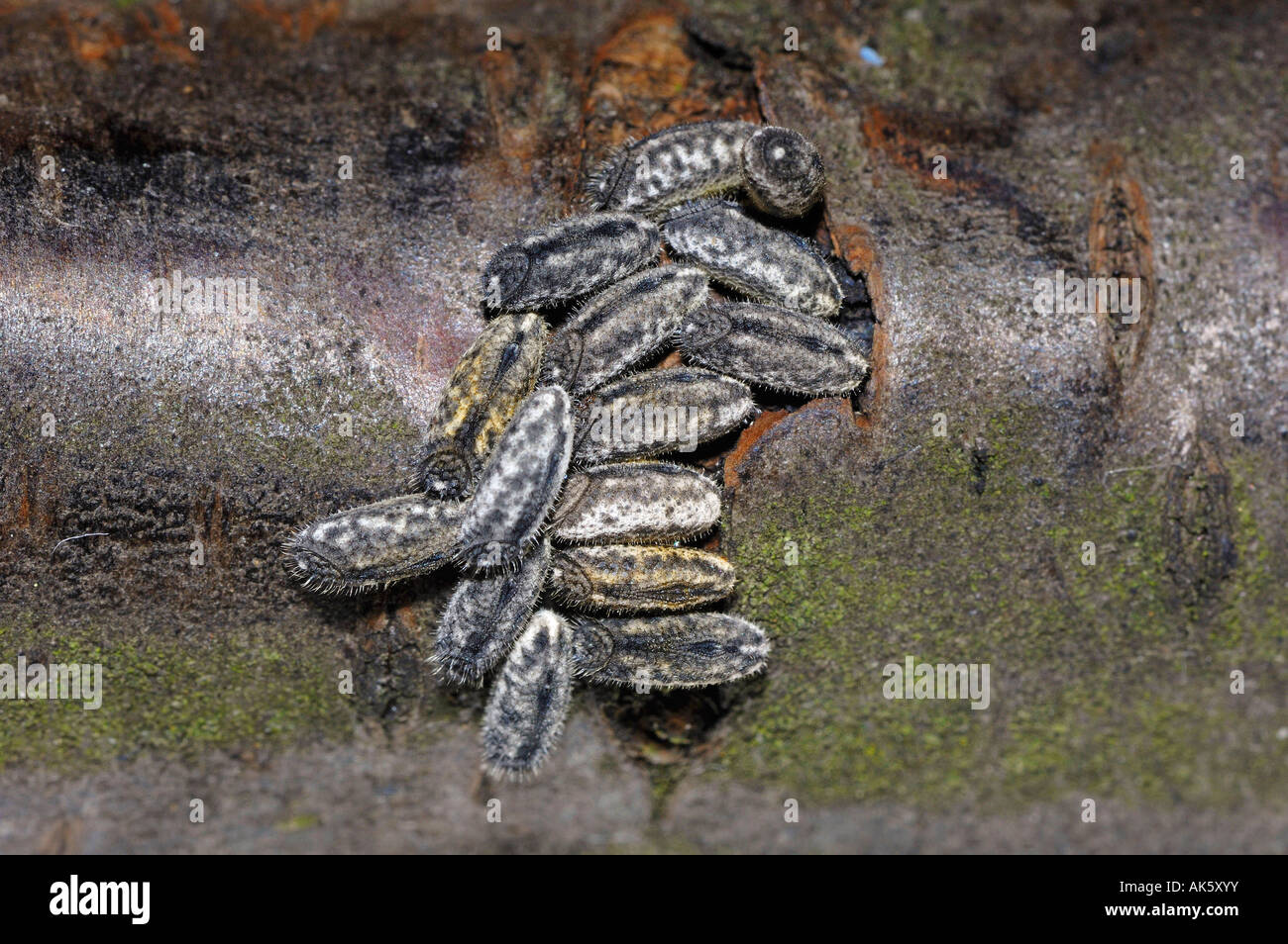 Pink Winged Stick Insect Stock Photo - Alamy