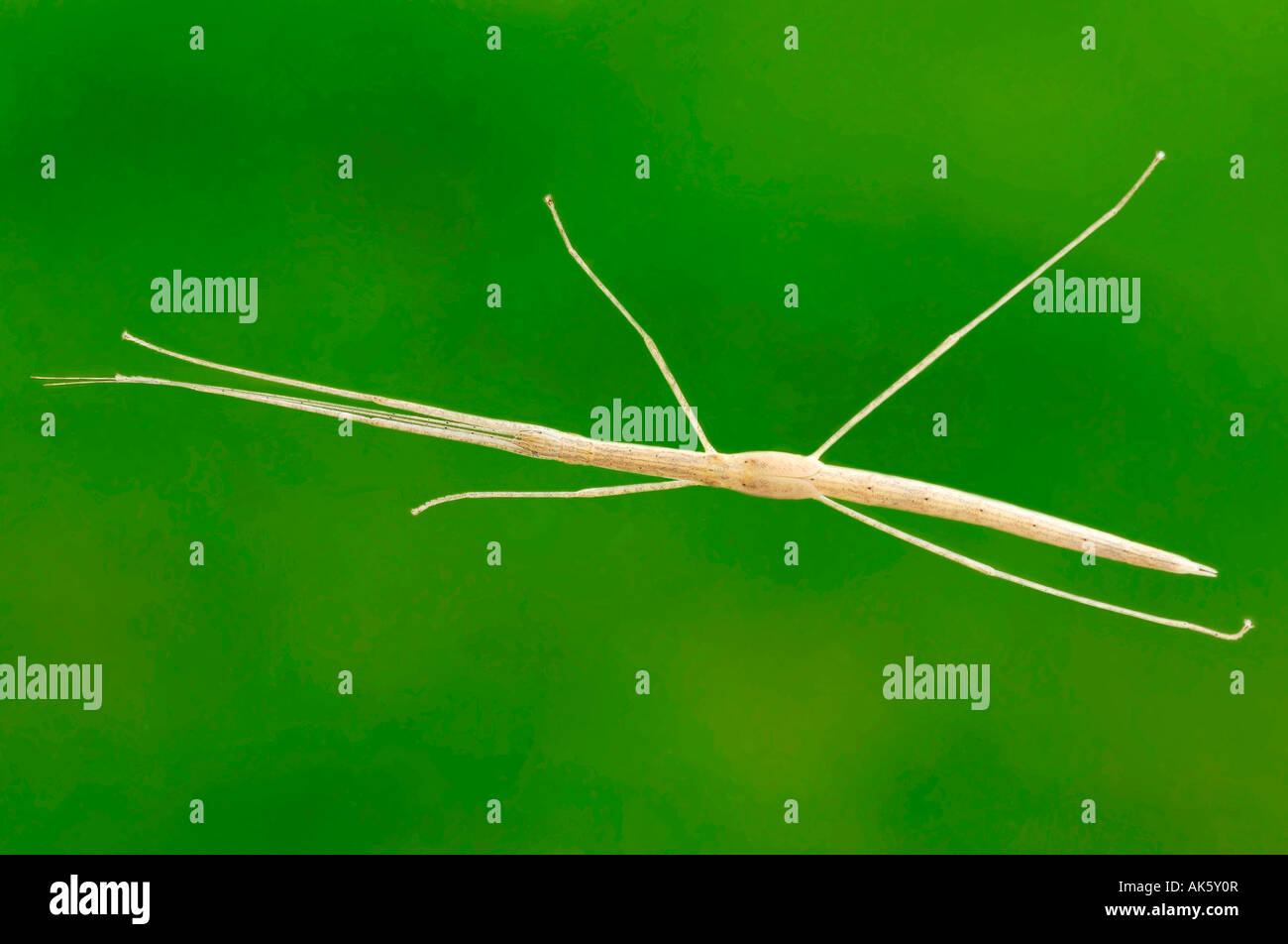 Pink Winged Stick Insect Stock Photo - Alamy