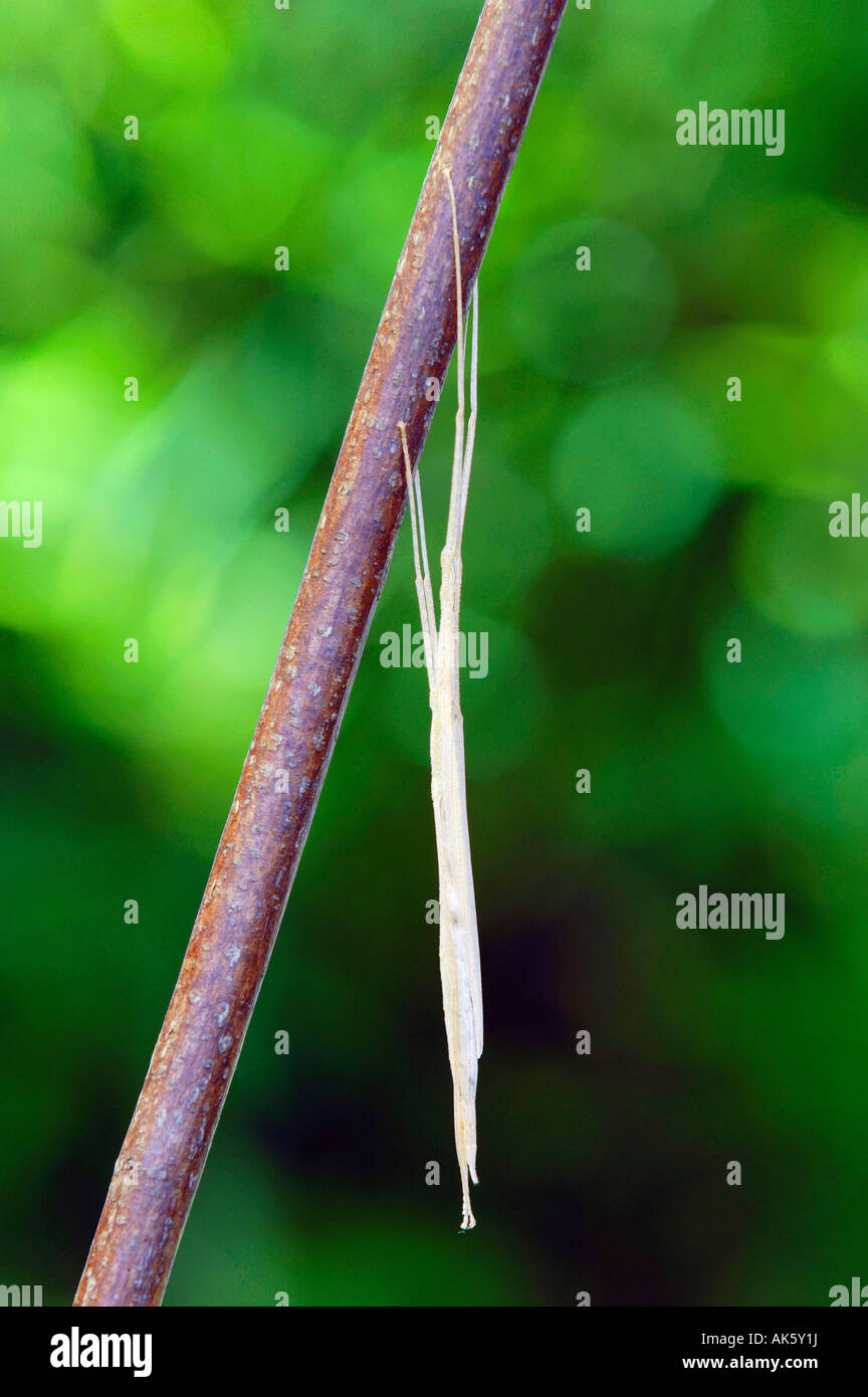 Pink Winged Stick Insect Stock Photo - Alamy