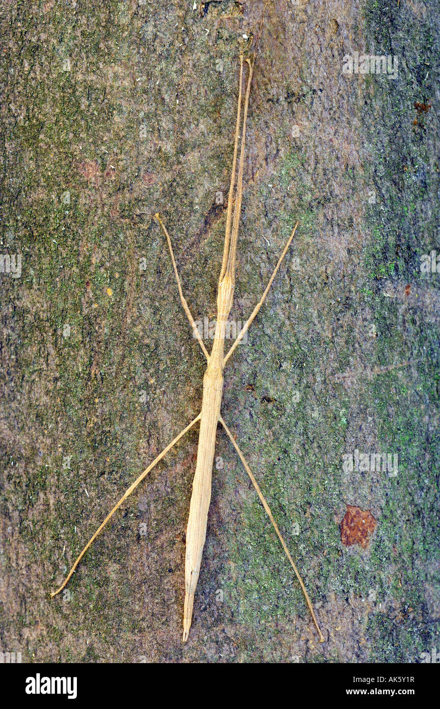 Pink Winged Stick Insect Stock Photo - Alamy