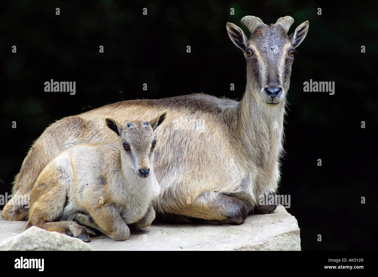 Himalayan thar hi-res stock photography and images - Alamy