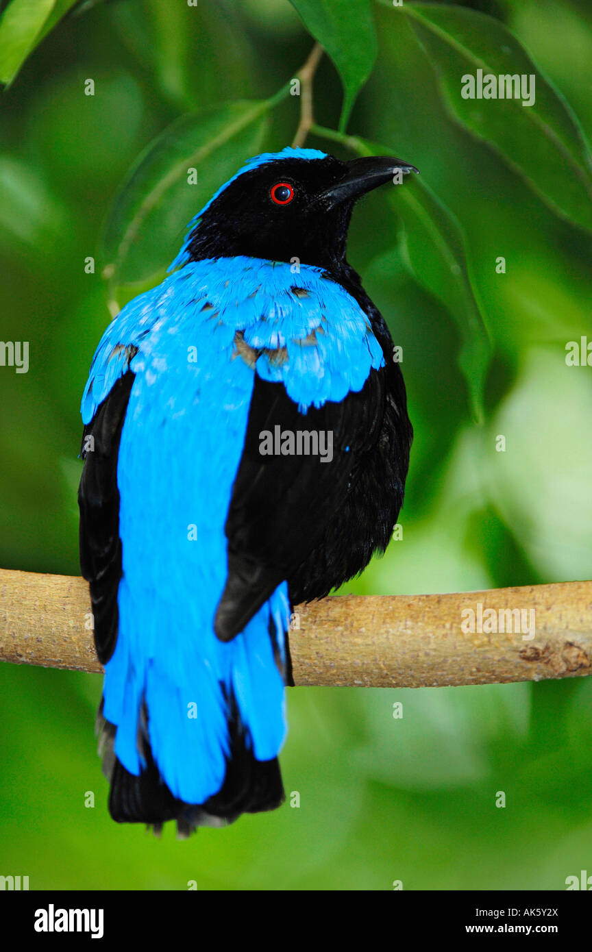 Asian Fairy Bluebird Stock Photo - Alamy
