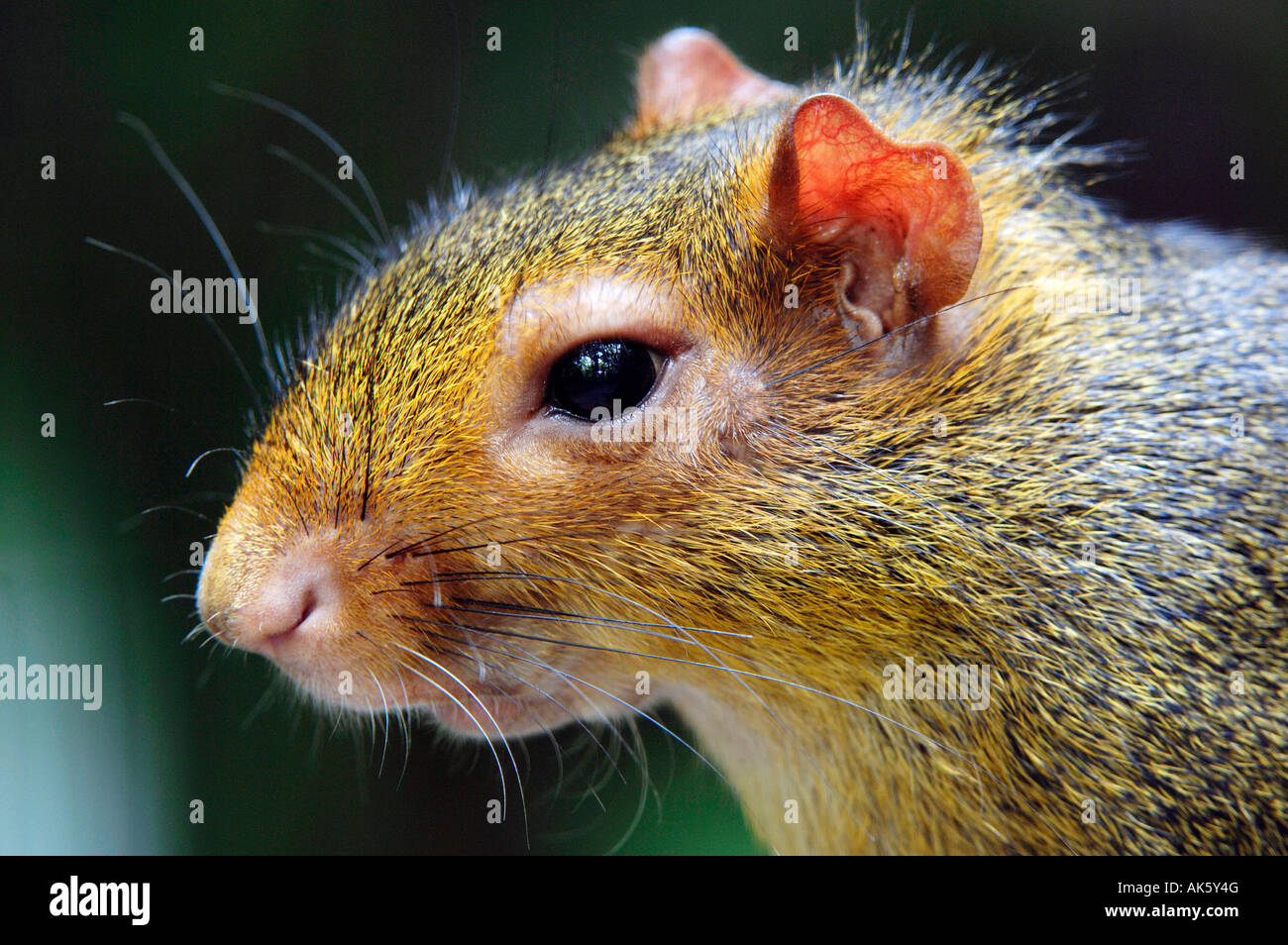 Acouchi hi-res stock photography and images - Alamy