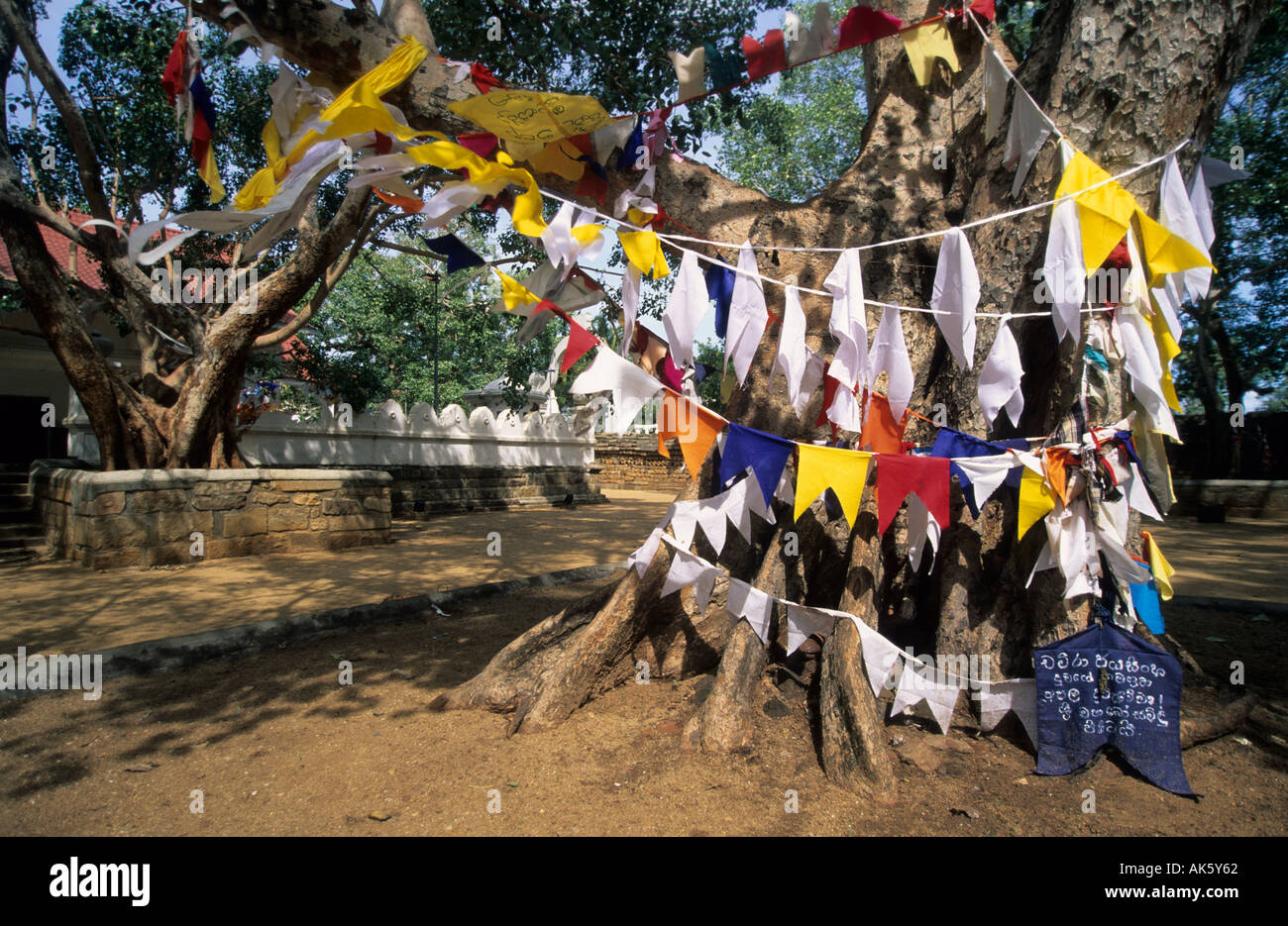bodhi tree in a buddist temple at Anuradhapura Stock Photo - Alamy