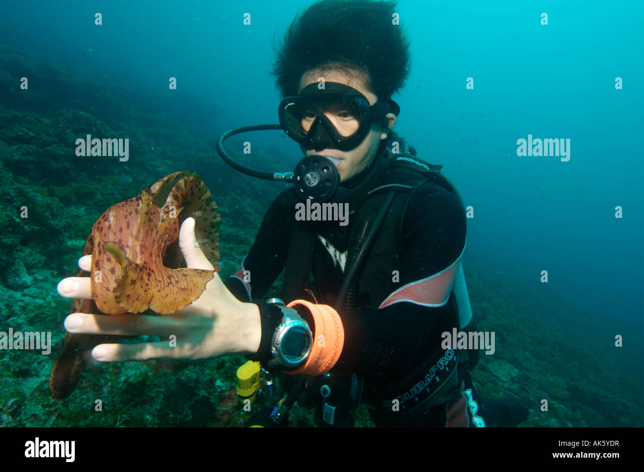 diver with sea slug in japan Stock Photo - Alamy