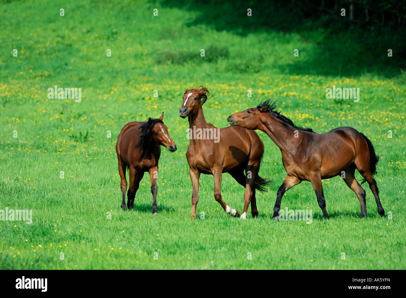 Westphalian horses hi-res stock photography and images - Alamy