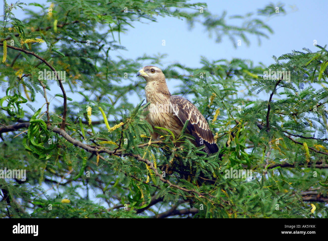 Crested Honey Buzzard India High Resolution Stock Photography and ...