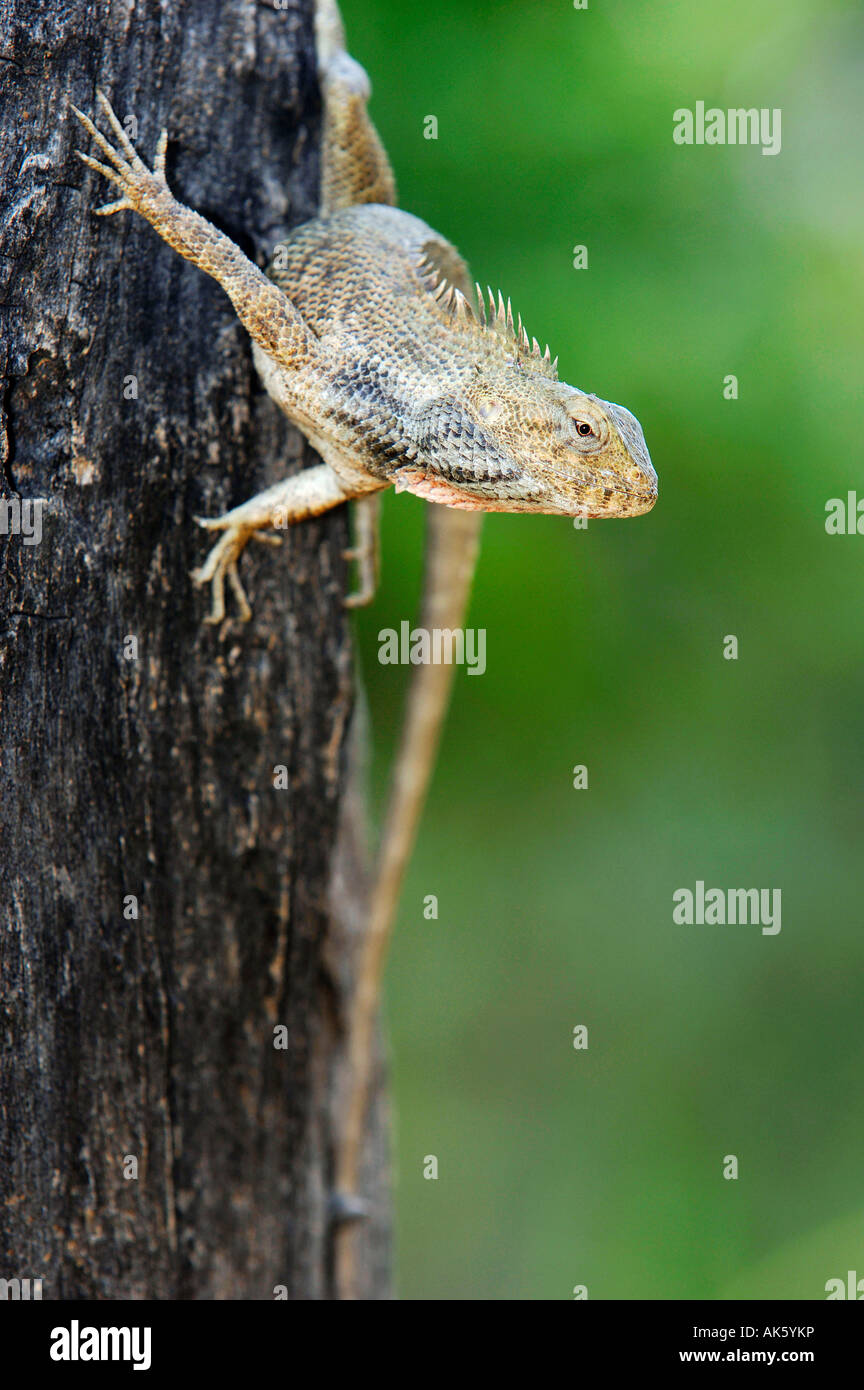 Male oriental garden lizard india hi-res stock photography and images ...