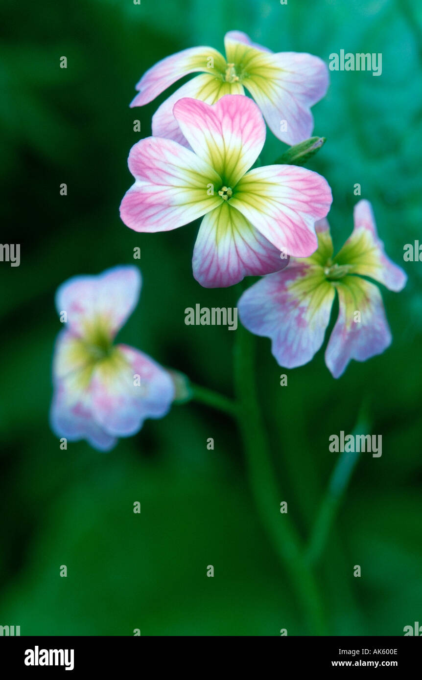 Prairie Flax Linum lewisii Praerieflax Prärieflax Blumen flowers ...