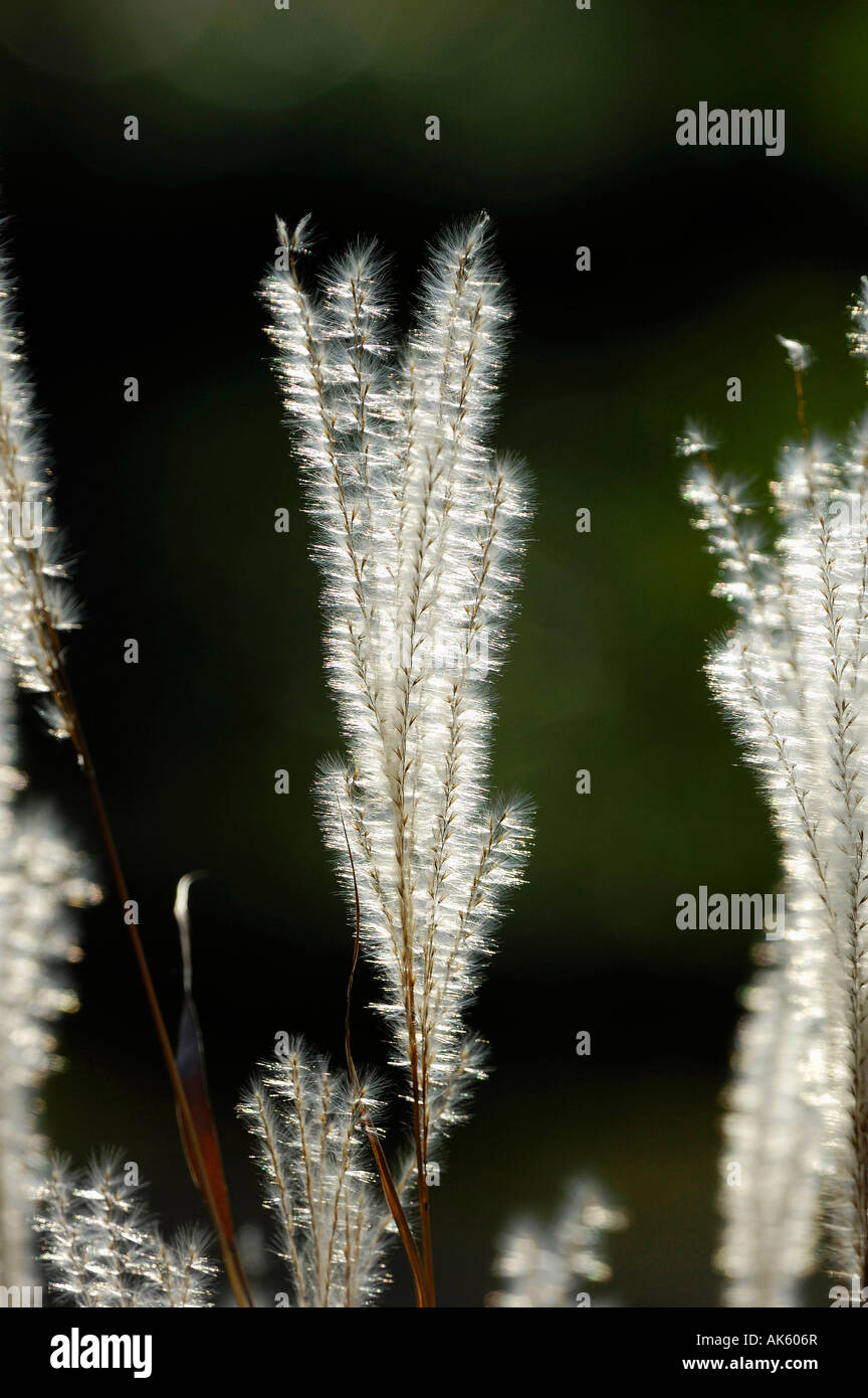 Japanese silver grass hi-res stock photography and images - Alamy