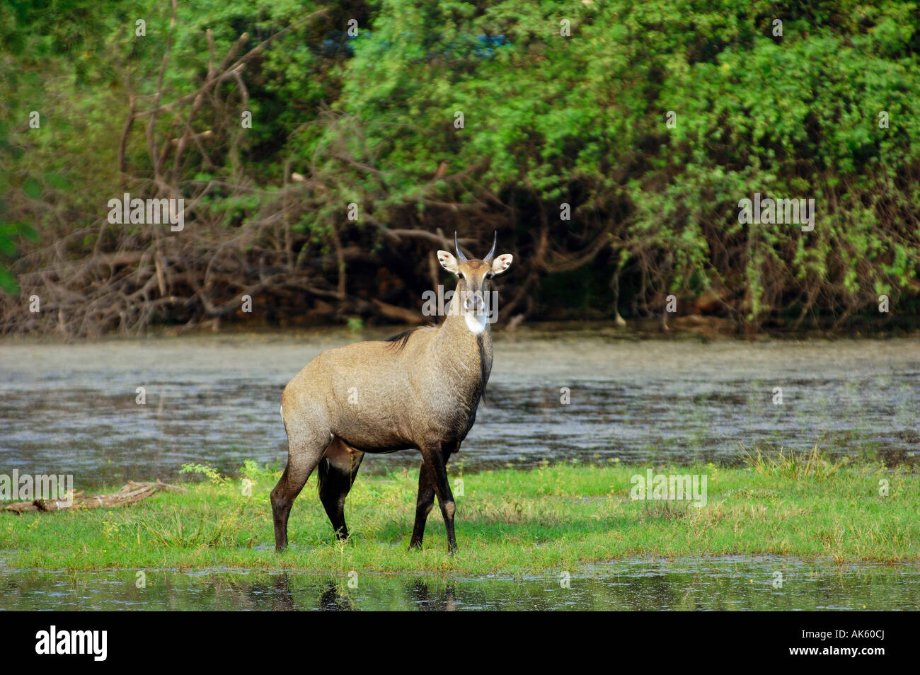 Adult nilgai hi-res stock photography and images - Alamy