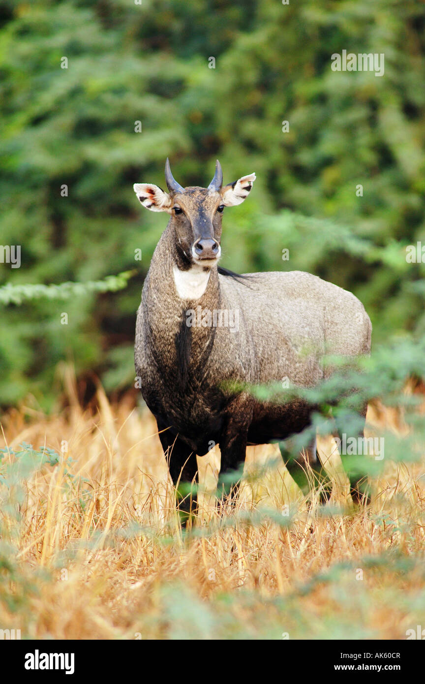 Adult nilgai hi-res stock photography and images - Alamy