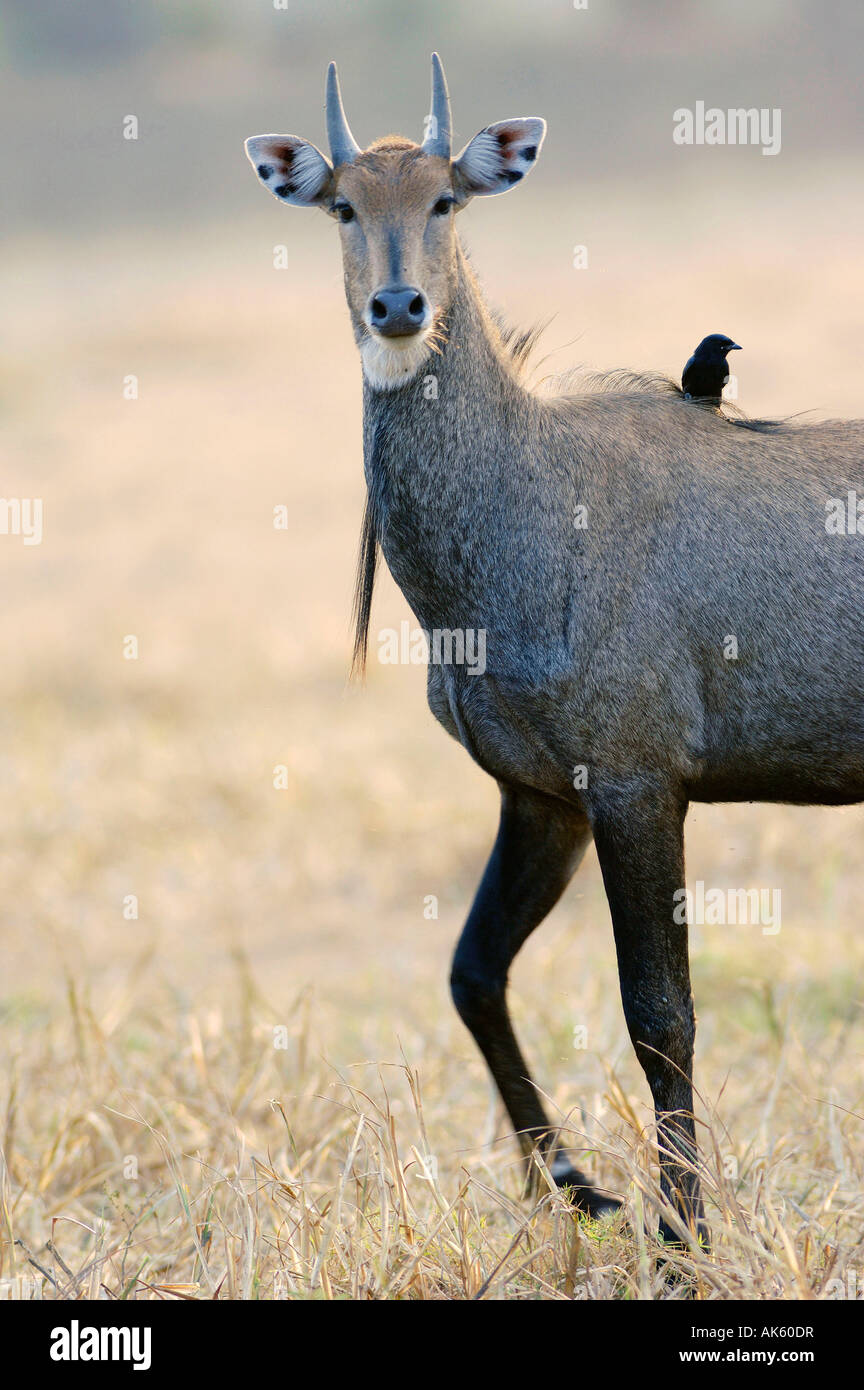 Black nilgai hi-res stock photography and images - Alamy