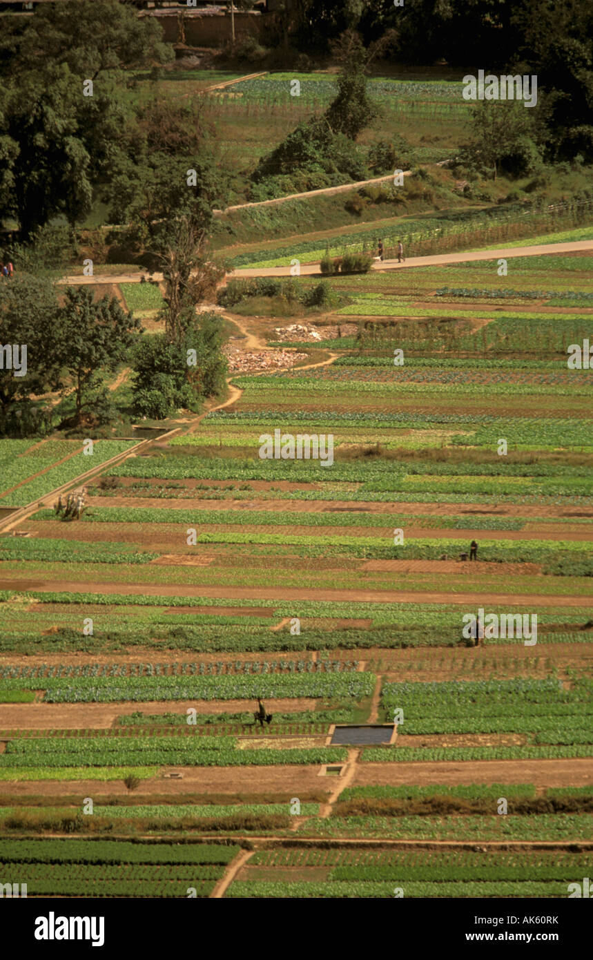 China, Guangxi. Guilin rice fields / farms along the Li river Stock ...
