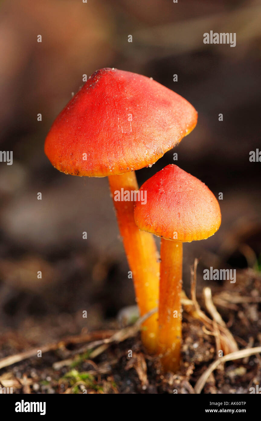 Waxcap hygrocybe miniata mushrooms hi-res stock photography and images ...