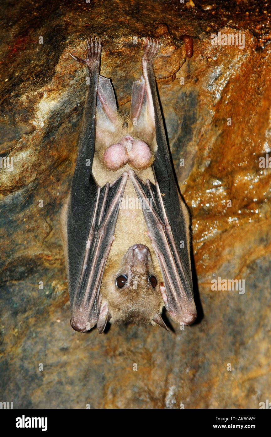 Egyptian rousette hi-res stock photography and images - Alamy